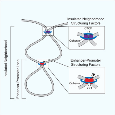 YY1 Is a Structural Regulator of Enhancer-Promoter Loops.,Cell - X-MOL
