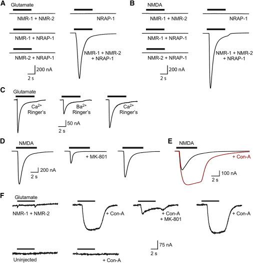 NRAP-1 Is a Presynaptically Released NMDA Receptor Auxiliary Protein that Modifies Synaptic ...