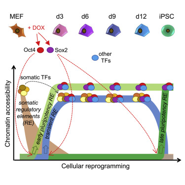 Transient and Permanent Reconfiguration of Chromatin and Transcription ...