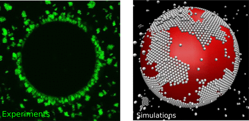 Early Dynamics and Stabilization Mechanisms of Oil-in-Water Emulsions ...