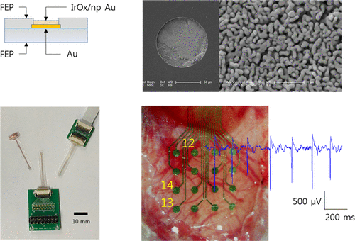 含氟聚合物的柔性神经修复电极，用于可靠的神经接口,ACS Applied Materials & Interfaces - X-MOL