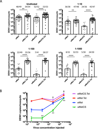 Novel Wolbachia-transinfected Aedes aegypti mosquitoes possess diverse fitness and vector ...