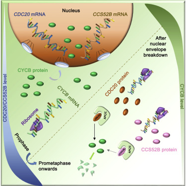 Cell Cycle Control by Nuclear Sequestration of CDC20 and CDH1 mRNA in ...