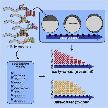 A Massively Parallel Reporter Assay of 3′ UTR Sequences Identifies In ...