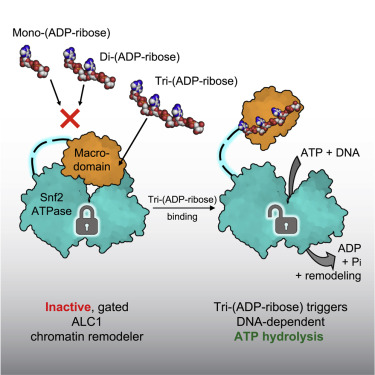 A Poly-ADP-Ribose Trigger Releases the Auto-Inhibition of a Chromatin Remodeling Oncogene ...