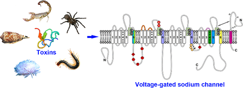 Selective Voltage-Gated Sodium Channel Peptide Toxins from Animal Venom ...