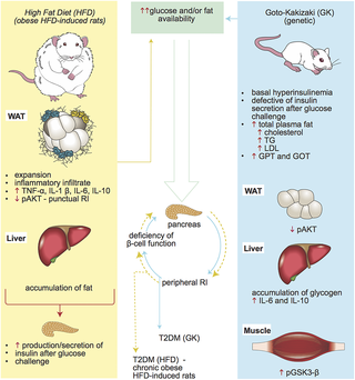 Comparison of Goto-Kakizaki rats and high fat diet-induced obese rats ...