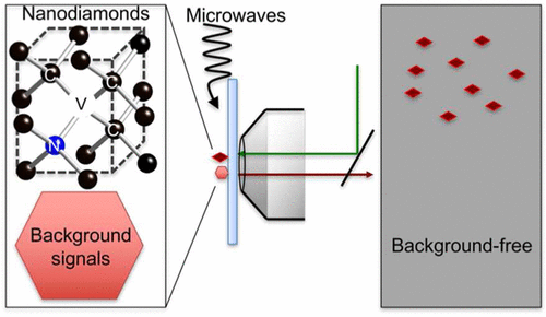 Optically Detected Magnetic Resonance for Selective Imaging of Diamond ...