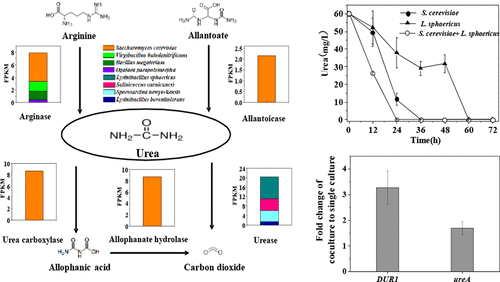 Effect of Microbial Interaction on Urea Metabolism in Chinese Liquor ...
