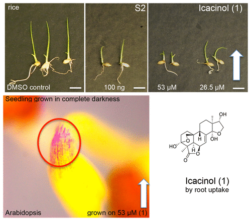 Activity of Icacinol from Icacina trichantha on Seedling Growth of ...