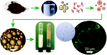 All-lignin approach to prepare cationic colloidal lignin particles ...