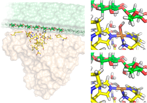 Catalytic Mechanism of Fungal Lytic Polysaccharide Monooxygenases ...
