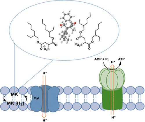 A Synthetic Isoprenoid Lipoquinone, Menaquinone-2, Adopts a Folded ...