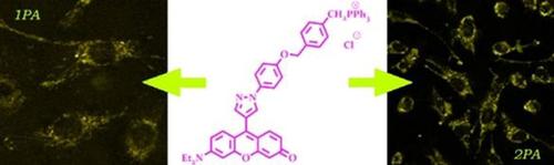 One‐Photon and Two‐Photon Mitochondrial Fluorescent Probes Based on a ...