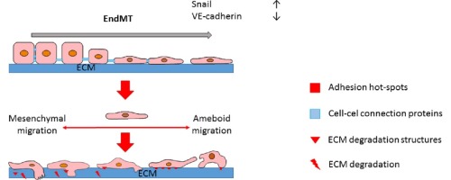 HMEC-1 adopt the mixed amoeboid-mesenchymal migration type during EndMT ...