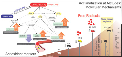 STAT3-RXR-Nrf2 activates systemic redox and energy homeostasis upon ...