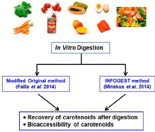 Comparison of Two Static in Vitro Digestion Methods for Screening the Bioaccessibility of ...