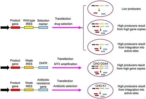 Optimized Selection Marker and CHO Host Cell Combinations for ...