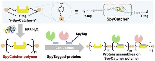 Polymeric SpyCatcher Scaffold Enables Bioconjugation in a Ratio ...