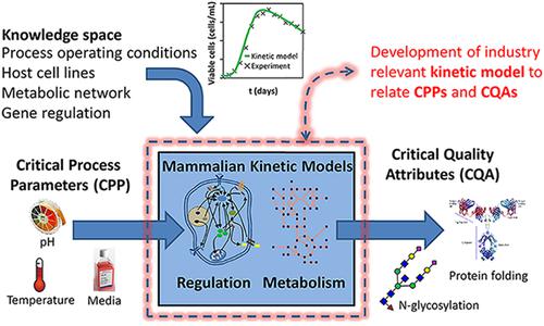 Kinetic Modeling of Mammalian Cell Culture Bioprocessing: The Quest to ...