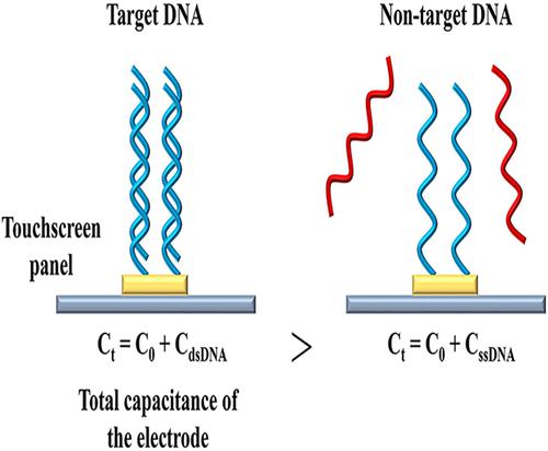 Label-Free Multiplex DNA Detection Utilizing Projected Capacitive ...