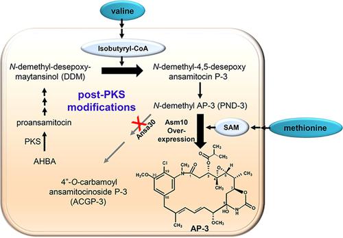 Identification and Engineering of Post-PKS Modification Bottlenecks for ...