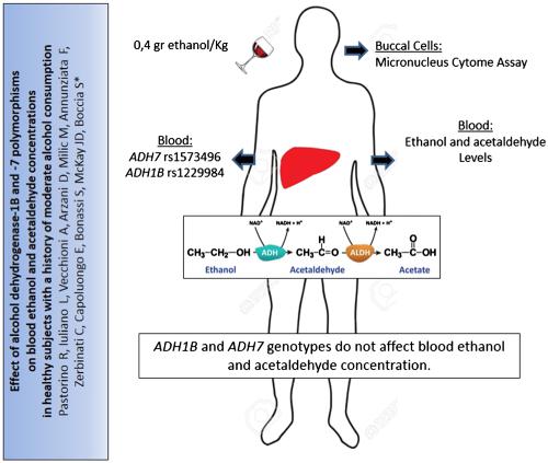 Effect of alcohol dehydrogenase‐1B and ‐7 polymorphisms on blood ethanol and acetaldehyde ...
