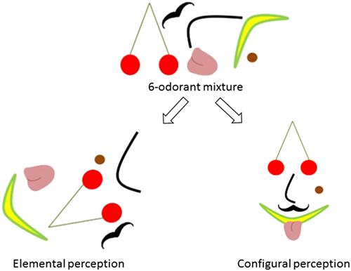 Key odorants or key associations? Insights into elemental and ...
