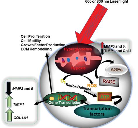 Photobiomodulation alters matrix protein activity in stressed ...