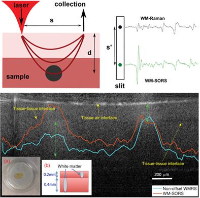 Depth‐resolved multimodal imaging: Wavelength modulated spatially ...