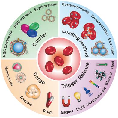 Red Blood Cells for Drug Delivery,Small Methods - X-MOL