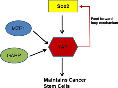 MZF1和GABP与Sox2协同调节癌细胞中YAP1的表达,STEM CELLS - X-MOL