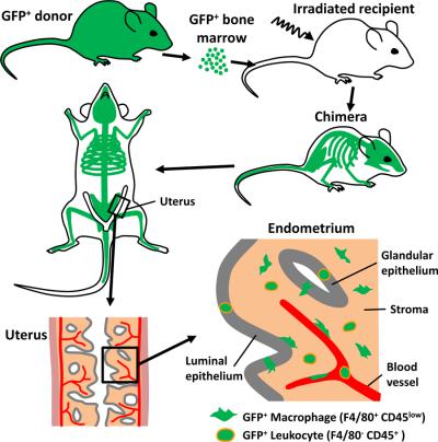 Bone Marrow Stem Cells do Not Contribute to Endometrial Cell Lineages ...