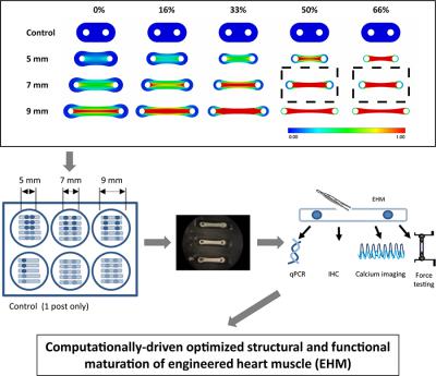 Passive Stretch Induces Structural and Functional Maturation of ...