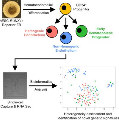 Single cell resolution of human hemato-endothelial cells defines transcriptional signatures of ...