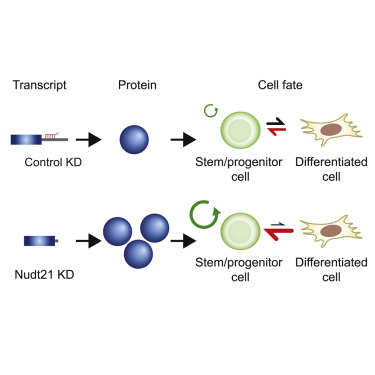 Nudt21 Controls Cell Fate by Connecting Alternative Polyadenylation to ...