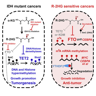 R-2HG Exhibits Anti-tumor Activity by Targeting FTO/m6A/MYC/CEBPA Signaling.,Cell - X-MOL