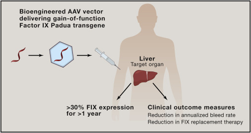 一口气修复它：B型血友病的增强因子IX基因治疗。,Cell - X-MOL