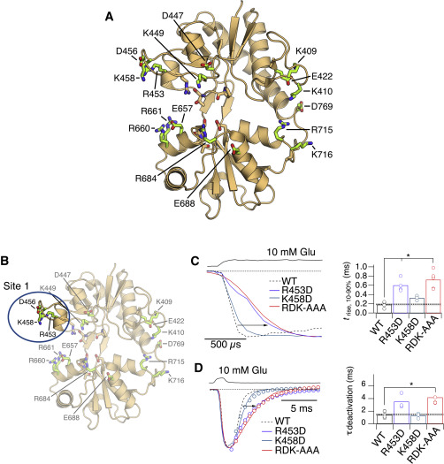 神经递质漏斗优化了谷氨酸受体的动力学。,Neuron - X-MOL