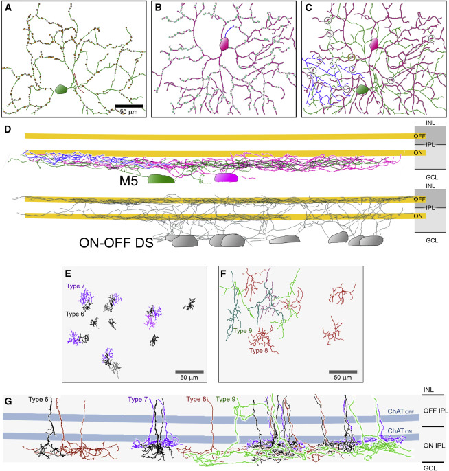 The M5 Cell: A Color-Opponent Intrinsically Photosensitive Retinal Ganglion Cell.,Neuron - X-MOL