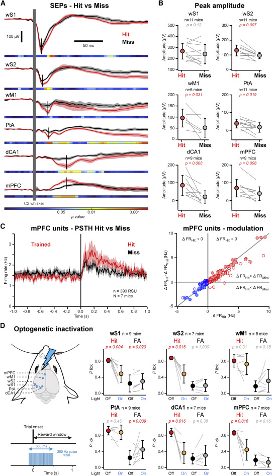 基于奖励的学习可驱动内侧前额叶皮层和海马背侧海马快速感觉信号，这是目标定向行为所必需的。,Neuron - X-MOL