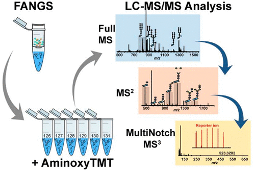 Targeted MultiNotch MS3 Approach for Relative Quantification of N-Glycans Using Multiplexed ...