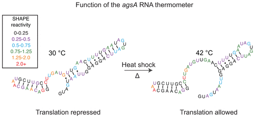 Characterizing the Structure–Function Relationship of a Naturally ...