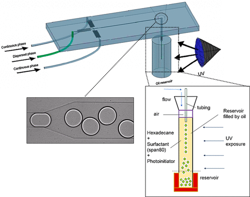 Controlled Synthesis of Poly(acrylamide-co-sodium acrylate) Copolymer ...