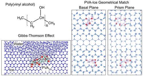 Molecular Dynamics at the Interface between Ice and Poly(vinyl alcohol ...