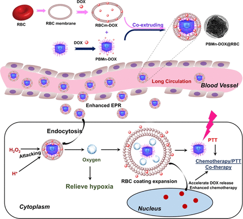 Erythrocyte-Membrane-Coated Prussian Blue/Manganese Dioxide ...