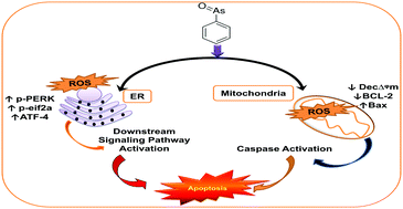 Phenylarsine oxide (PAO) induces apoptosis in HepG2 cells via ROS-mediated mitochondria and ER ...
