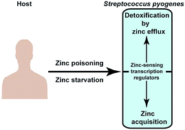 Zinc’ing it out: zinc homeostasis mechanisms and their impact on the ...