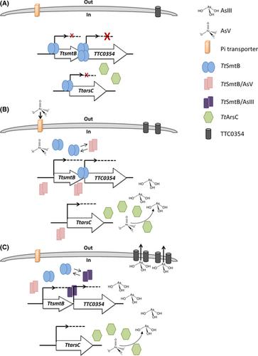 ArsR / SmtB家族成员调节嗜热菌HB27中异常排列的砷抗性基因,Microbial Biotechnology - X-MOL