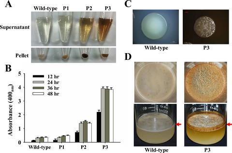 Pyomelanin from Pseudoalteromonas lipolytica reduces biofouling ...